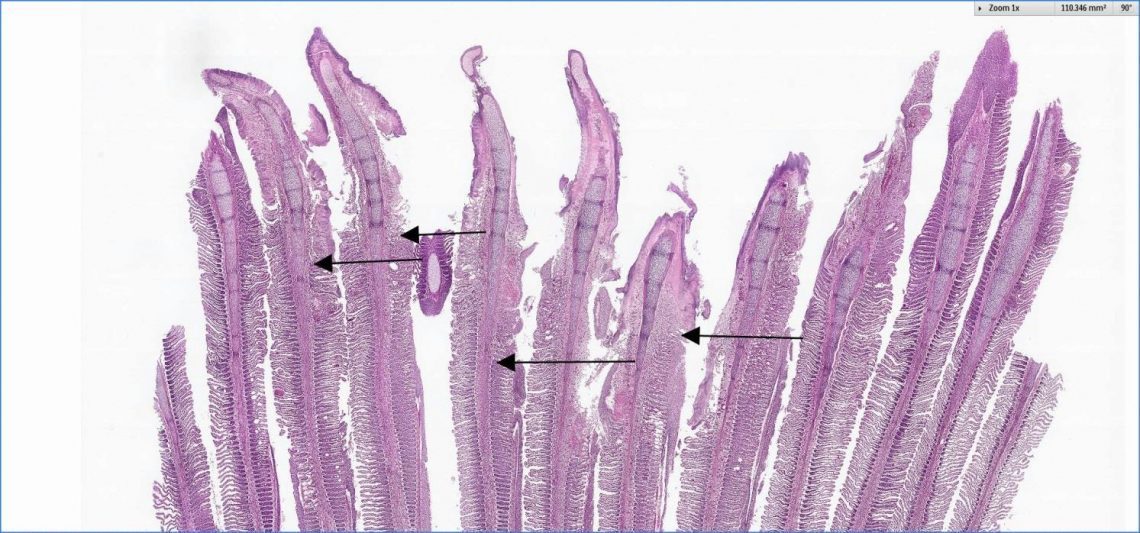 Ny analyse for påvisning av Tenacibaculum maritimum | iLaks