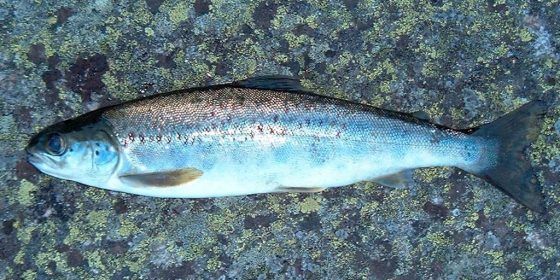 Målet er å utvikle urfisken som matfisk for et internasjonalt marked ...