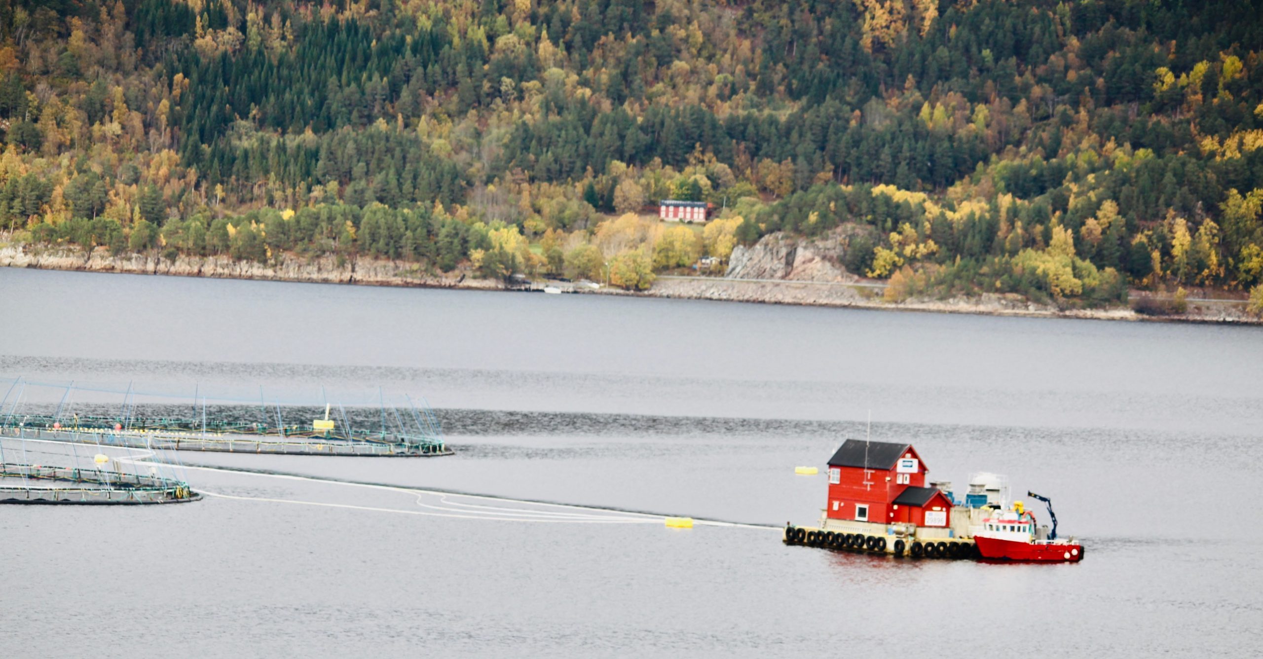 Ti prosents økning i fôrsalget pumper opp biomassen | iLaks