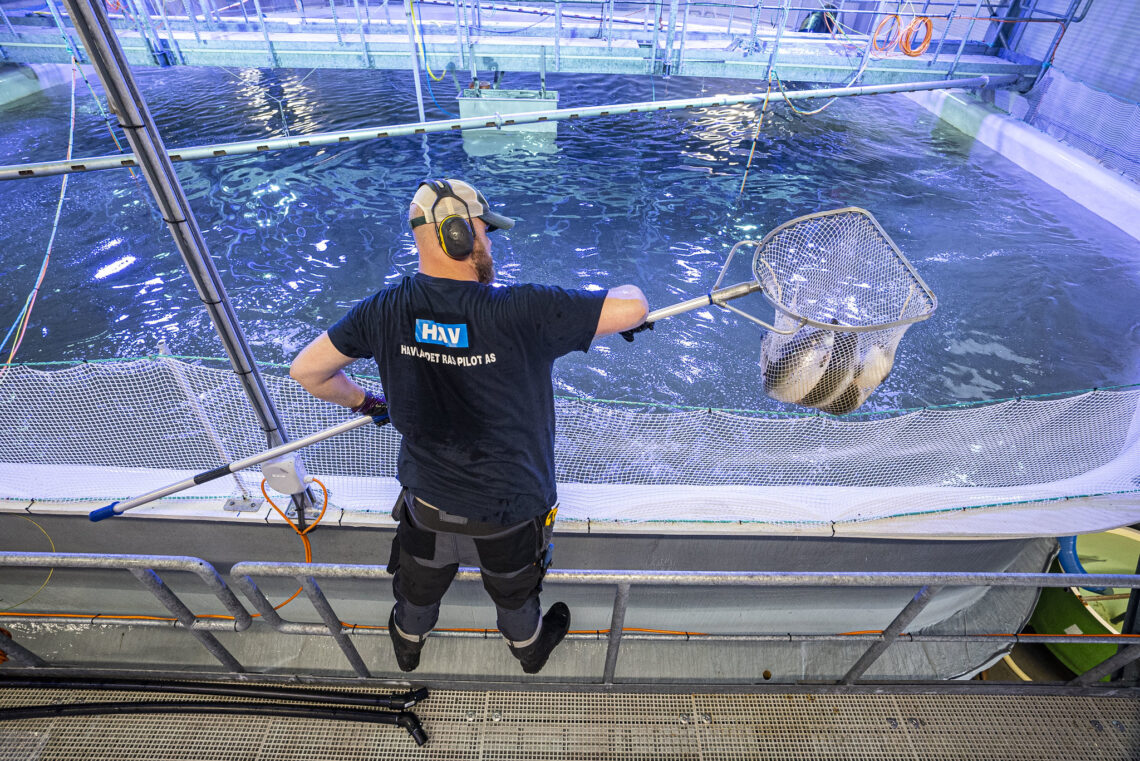 Havlandet slaktet fire kilos RAS-laks i Florø | iLaks