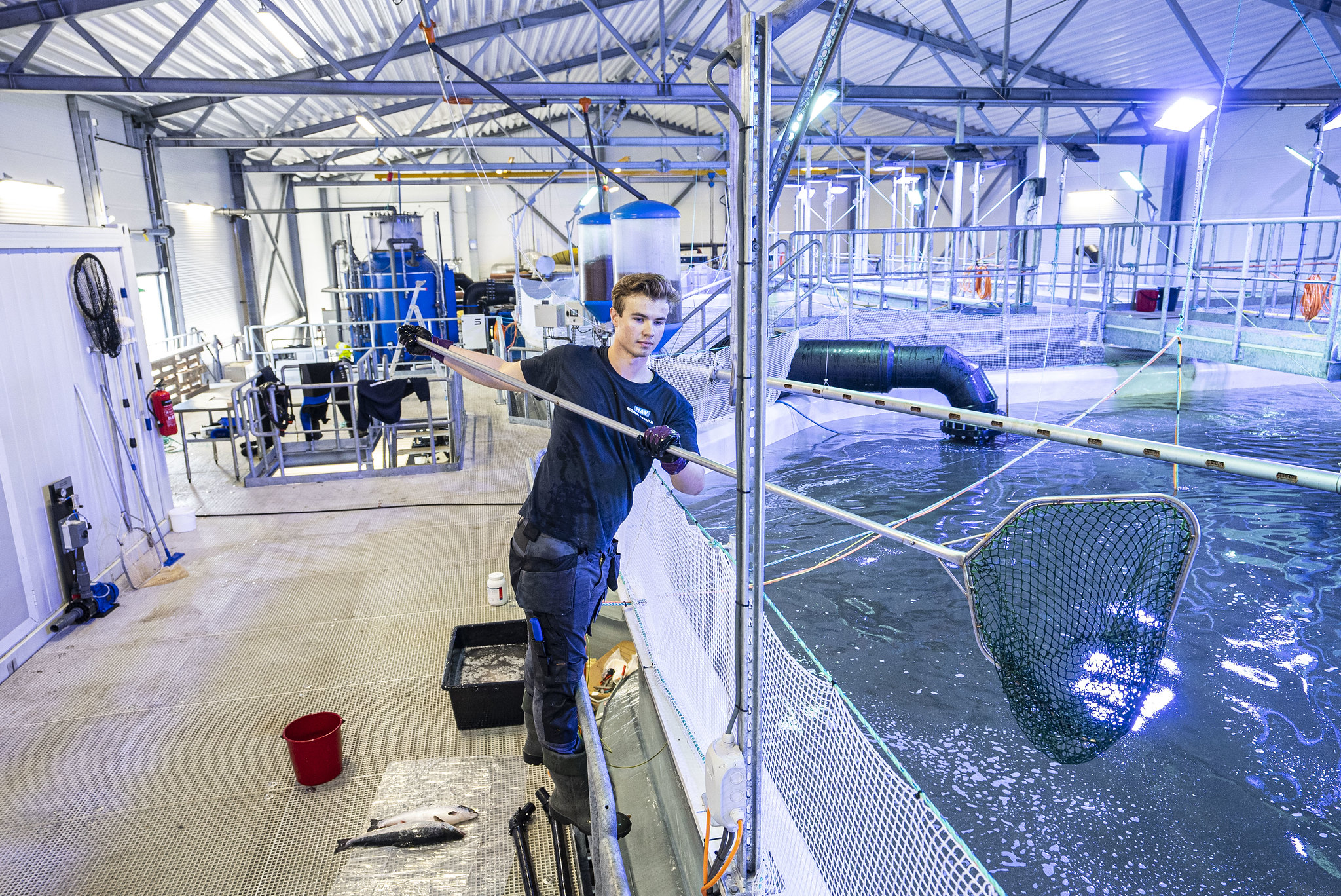 Havlandet slaktet fire kilos RAS-laks i Florø | iLaks