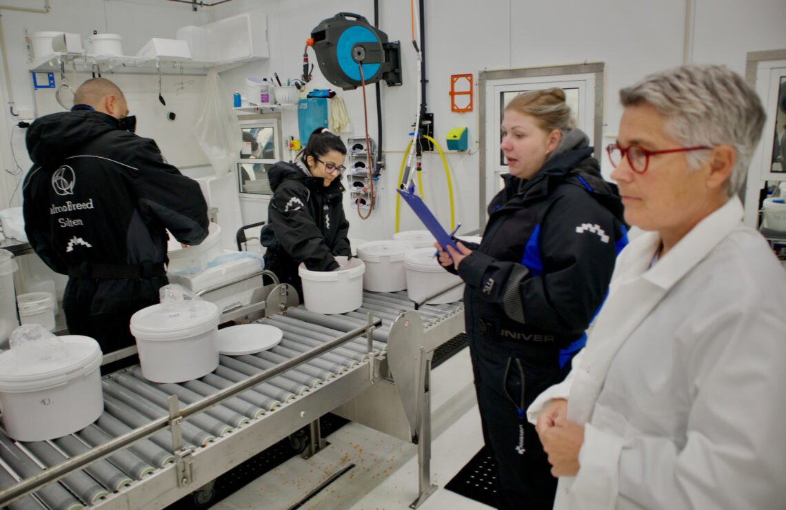 Benchmark Genetics har skapt 350 nye familier av stamfisken i Sørfold ...