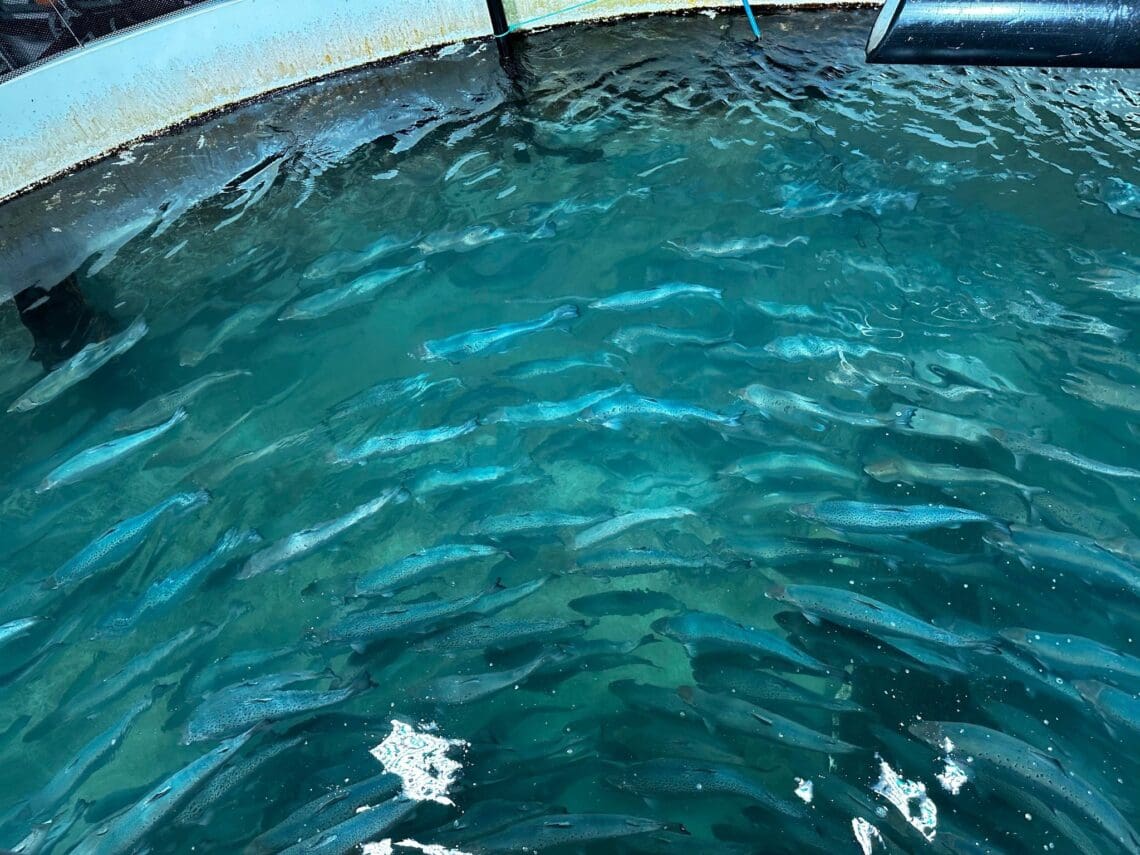 Kan lakseoppdrett på land utfordre tradisjonelt oppdrett i sjø? | iLaks