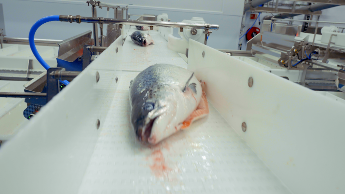 Nytt Bømlo-slakteri har kapasitet på 250 tonn laks per dag
