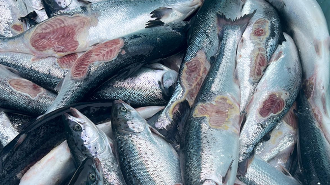 Eksportvolumene stuper idet slakteriene flyter over av sårskadet laks ...