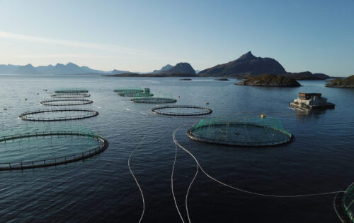 Comeback for Kvarøy Fiskeoppdrett | iLaks
