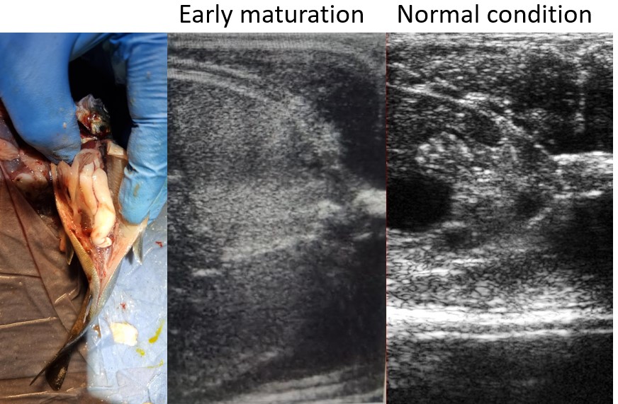Early maturation | iLaks