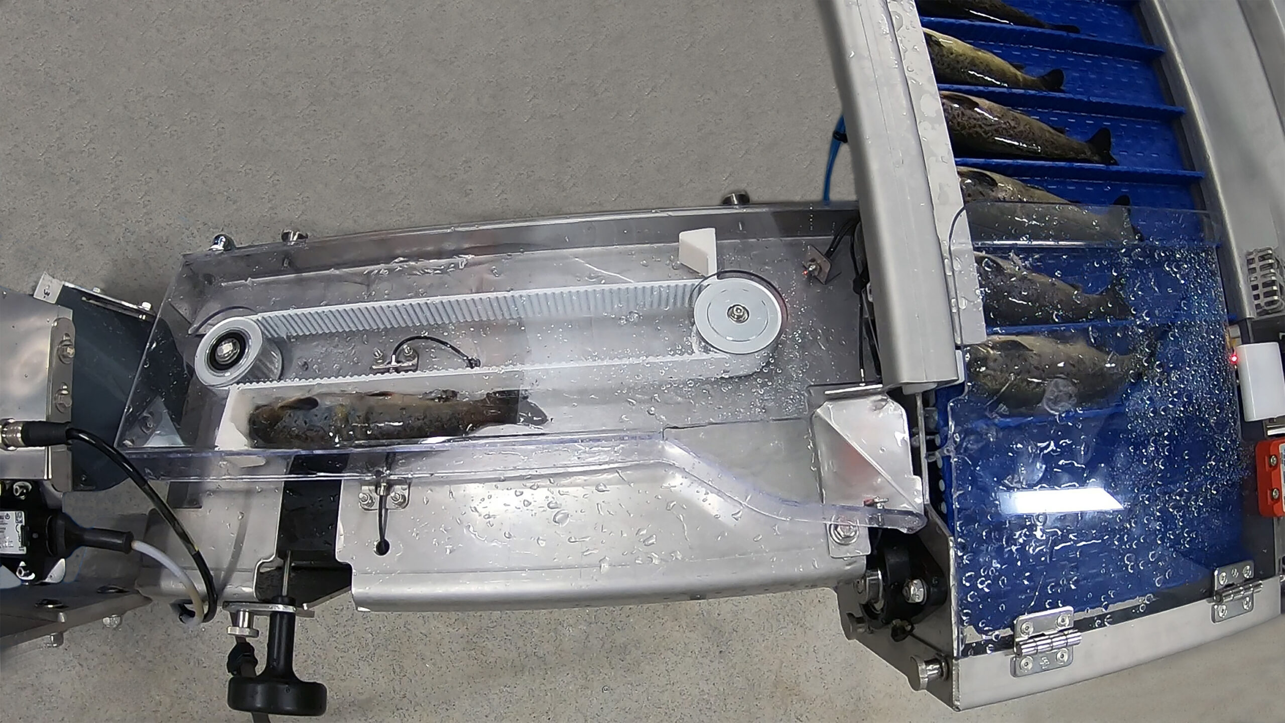 Fish scanning | iLaks