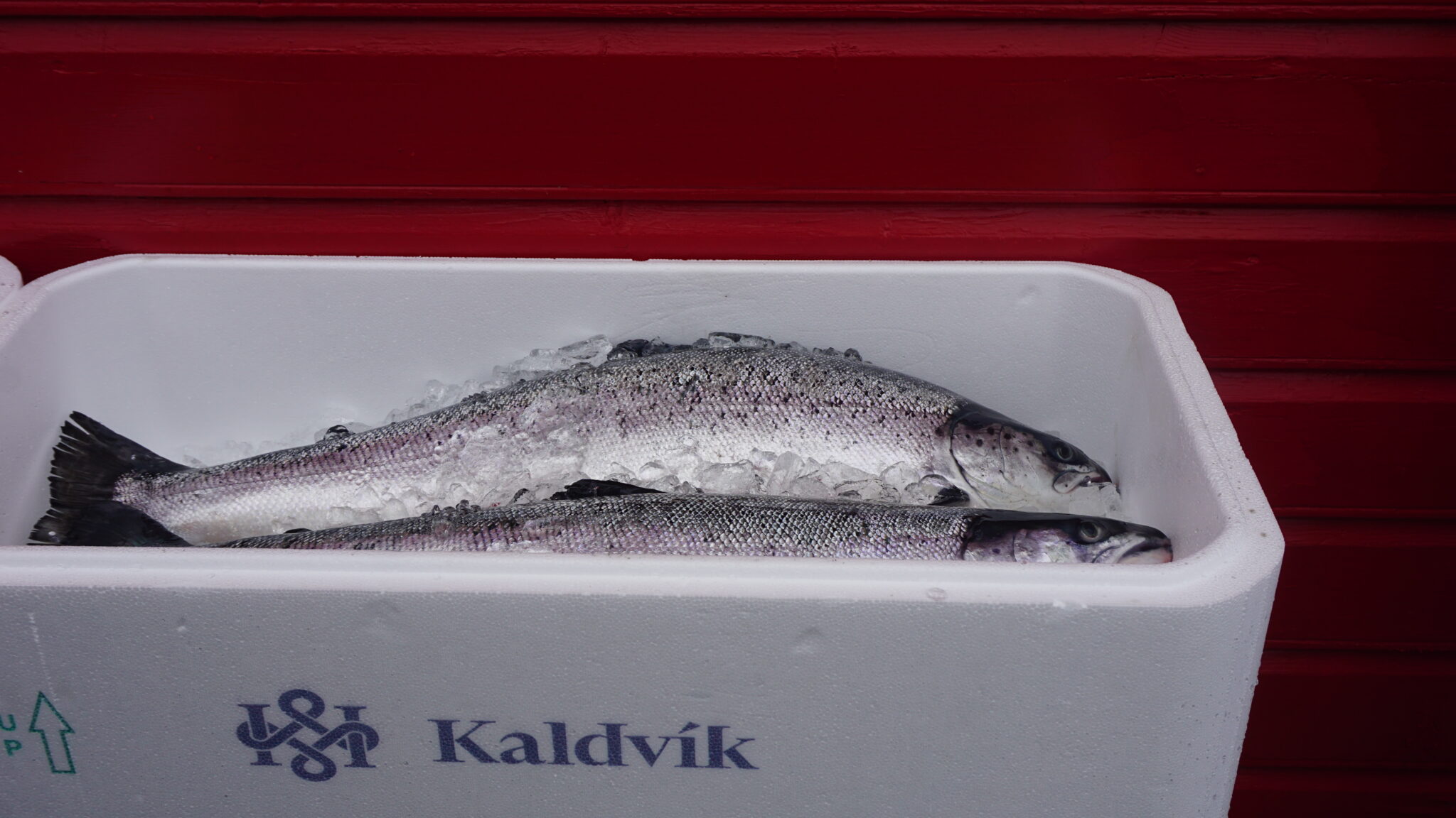 Svak smolt og lave salgspriser senket Kaldvik | iLaks