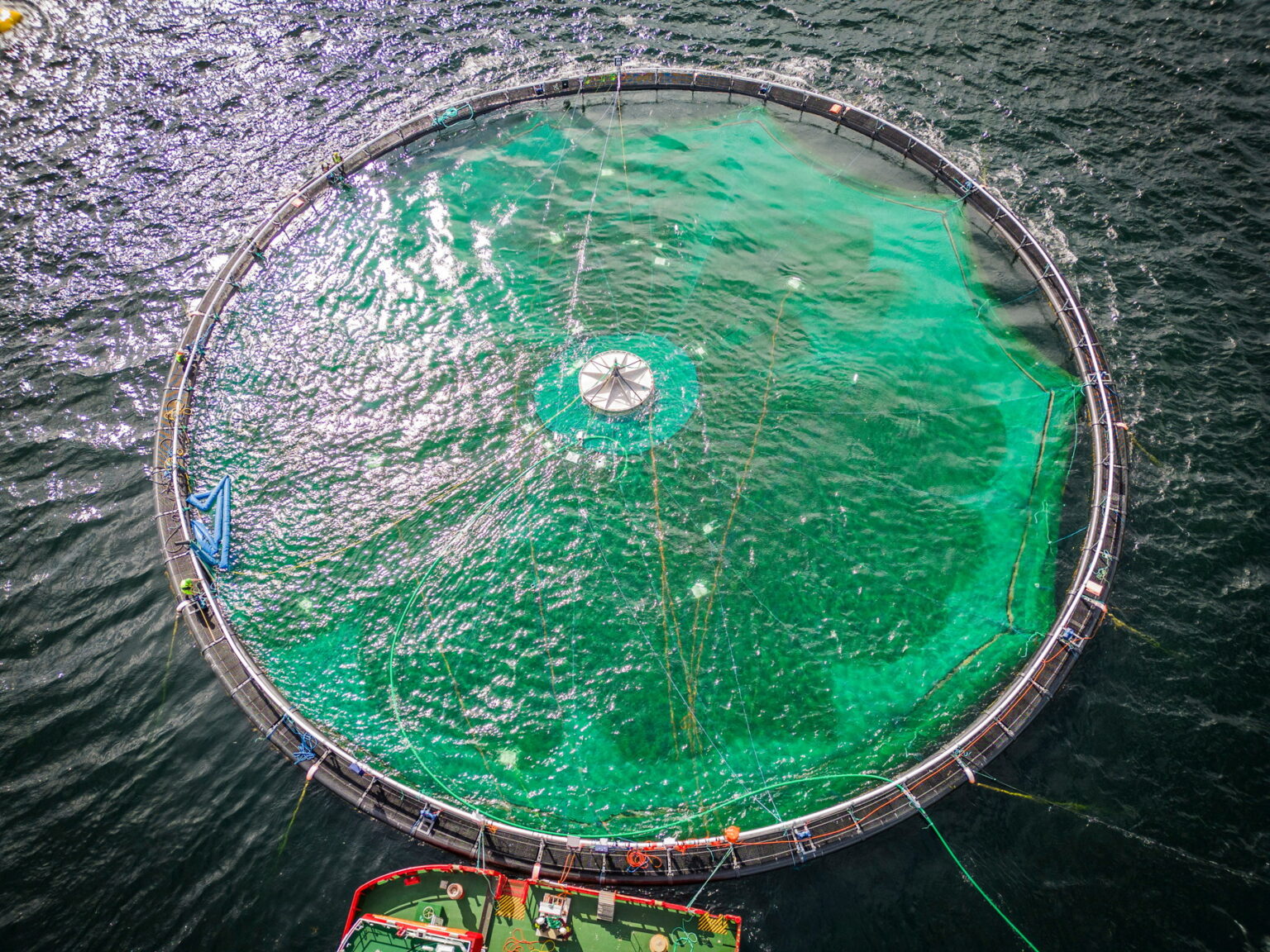 Nå har det blitt satt fisk i den første ScaleAQ-merden med ...