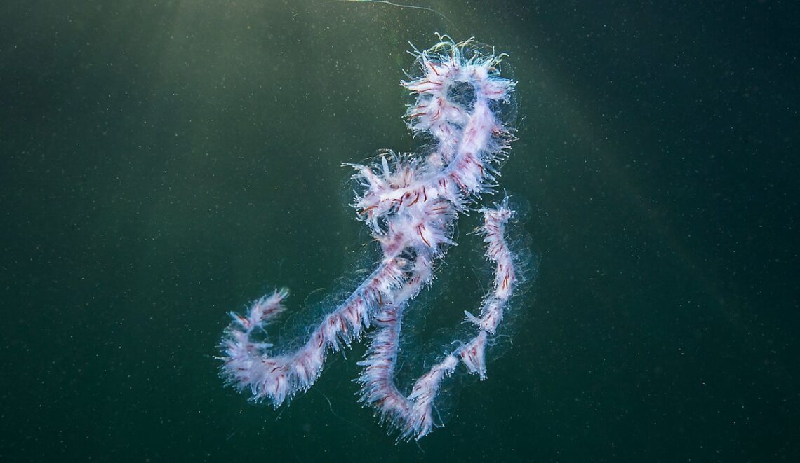 Perlesnormanet truer Mowi-anlegg på Sørlandet | iLaks