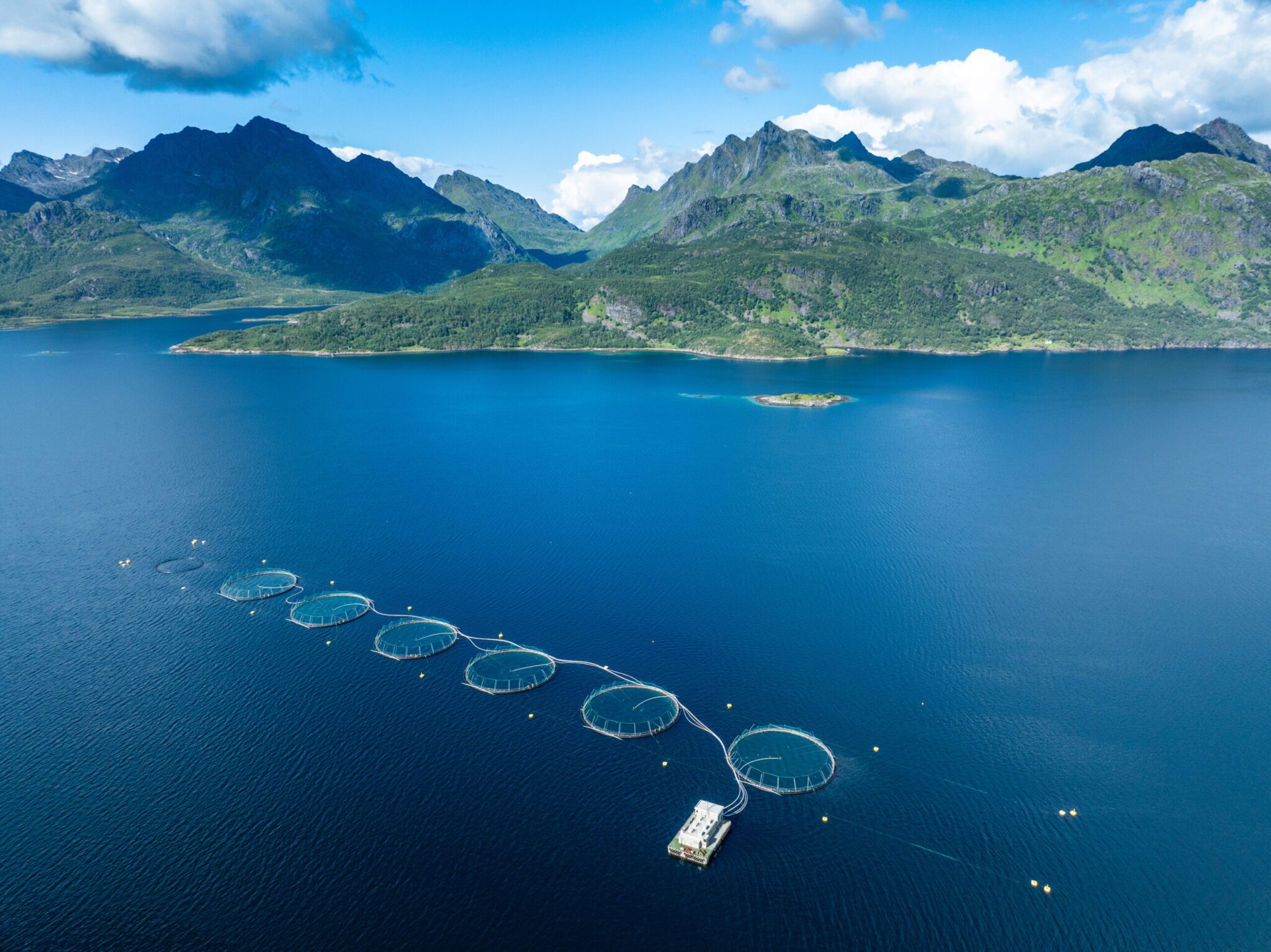 Store verditap etter algeoppblomstring: – I alle fall nord for 300 millioner kroner | iLaks