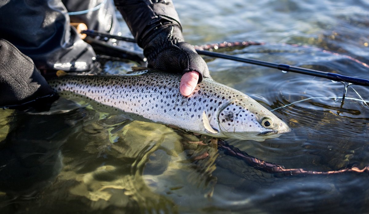 erlendlorentzenHIørret | iLaks