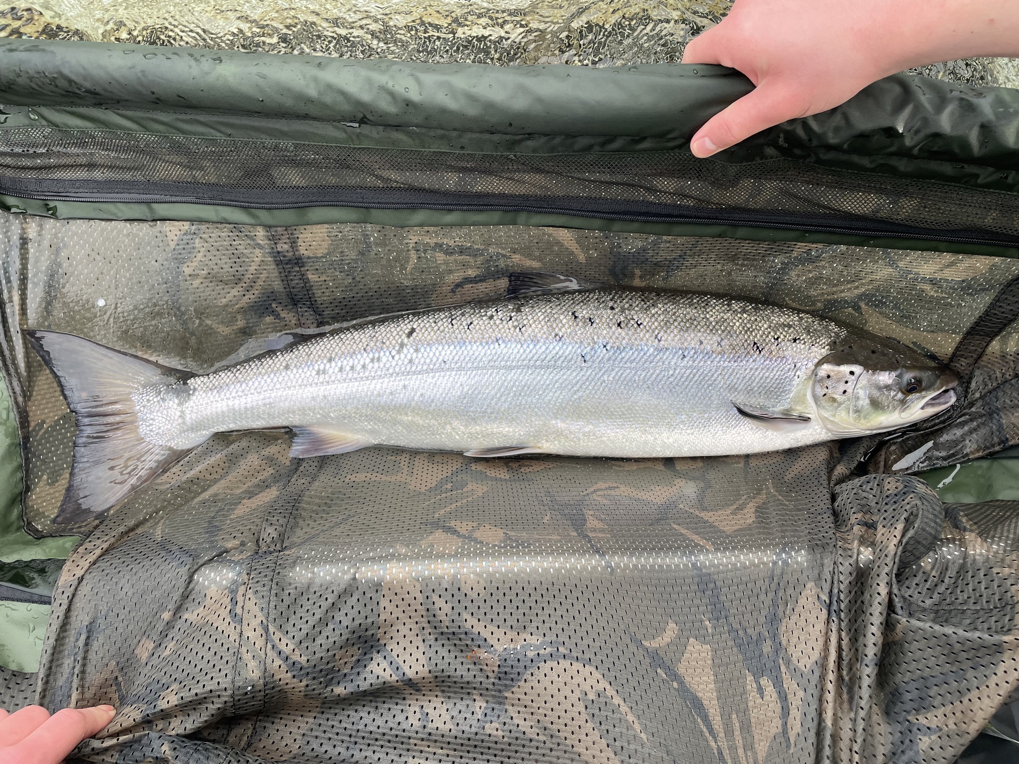 haraldkambohersvikHI | iLaks